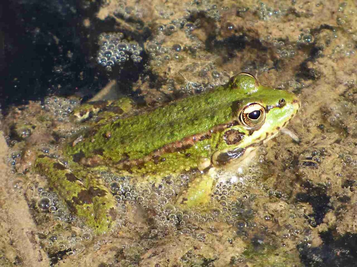 Guide To Algae Colors | Understanding Types And Algae Impact