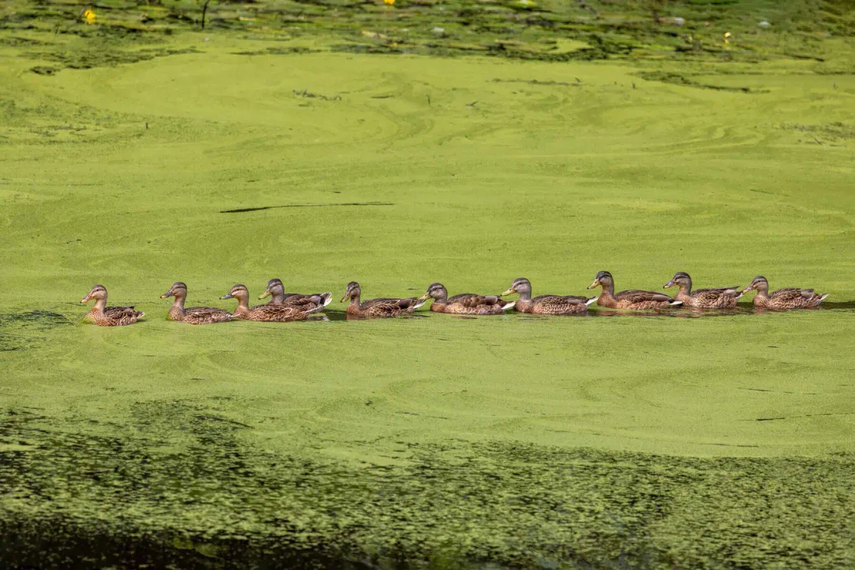 Guide To Algae Colors | Understanding Types And Algae Impact