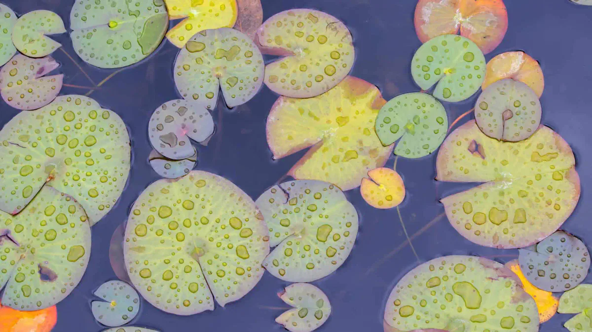 How To Kill Lily Pads Without Harming Fish | Lake Management Inc