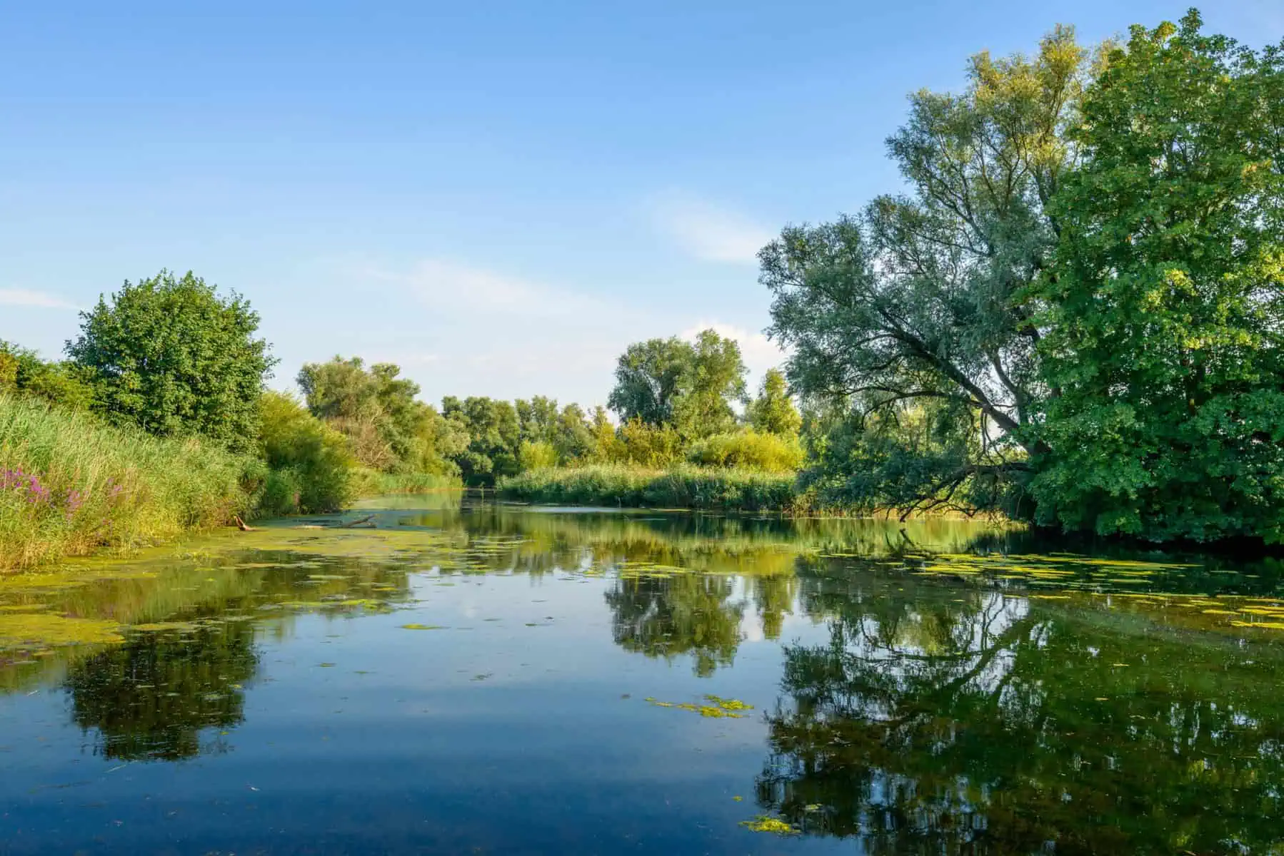 Lake Vs Pond: What's The Difference?