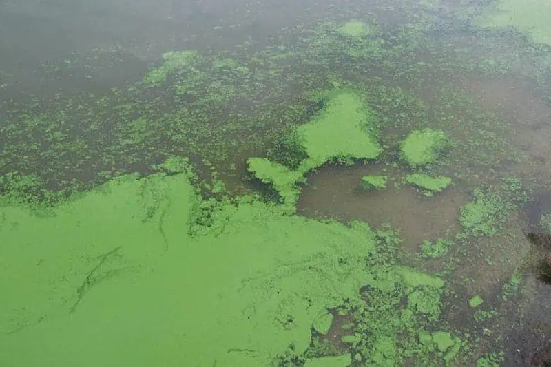 Lake Vs Pond: What's The Difference?